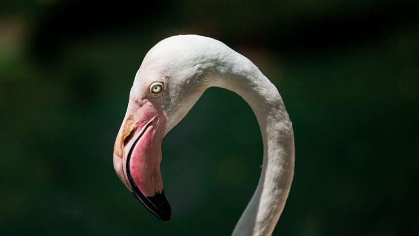 Bicos das aves: origem, evolução e curiosidades – HiperHistória